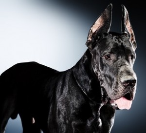 Great Dane dog bite statistics & information